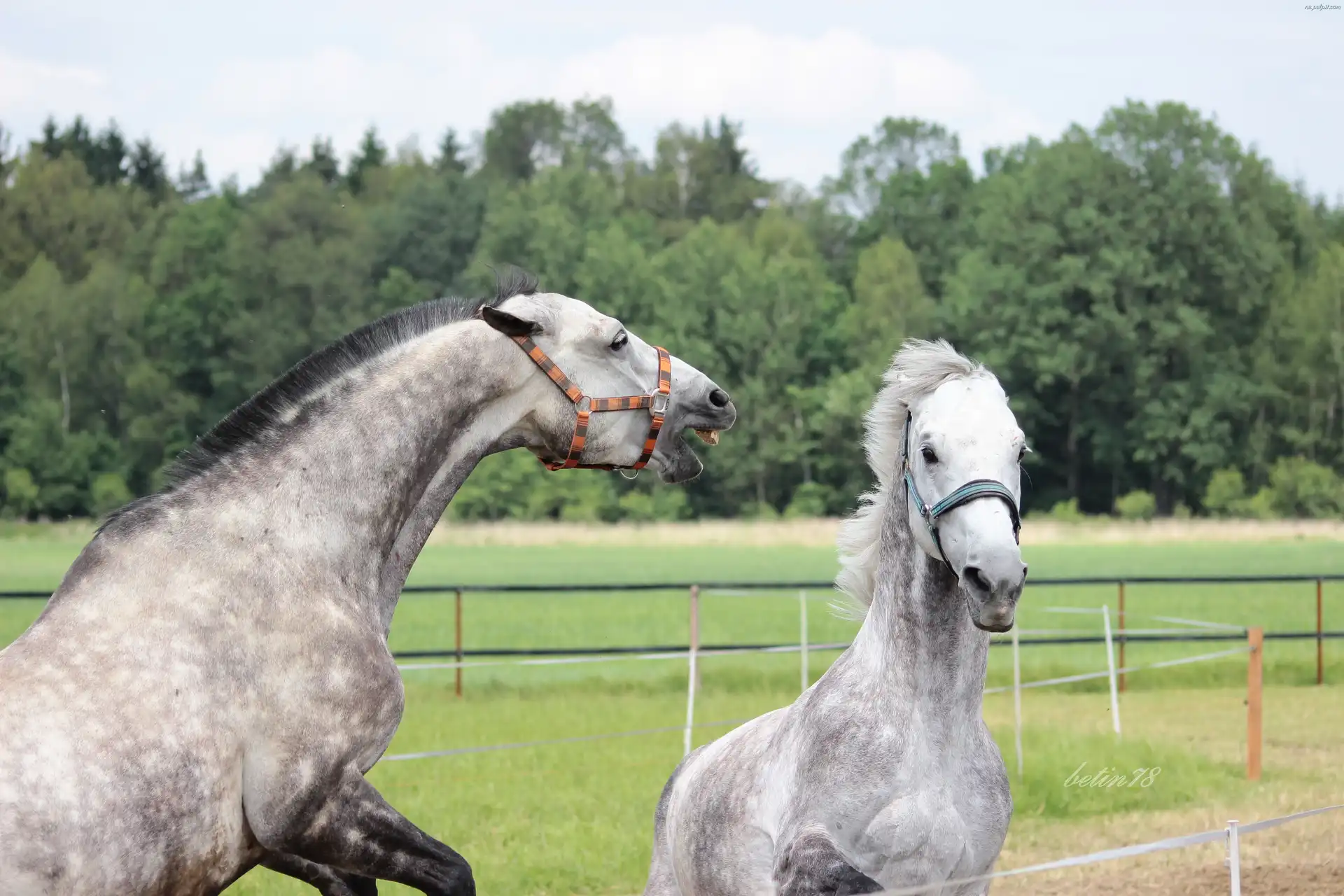 Pastwisko, Walka, Siwe, Konie, Atak Na Pulpit
